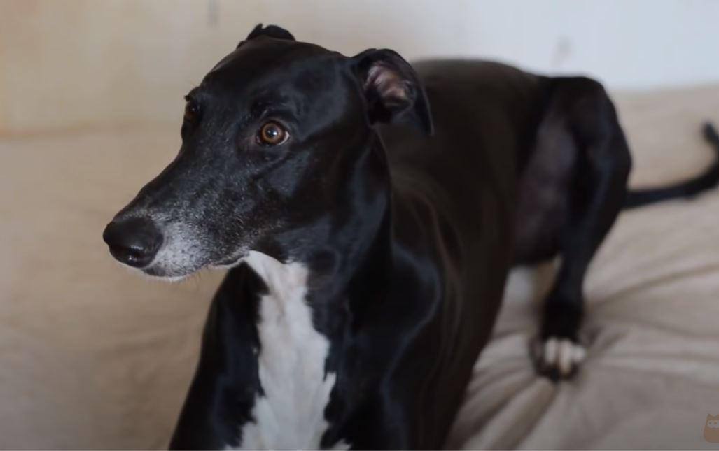 Galgo Español en la Caza: Elegancia y Pasión Cinegética