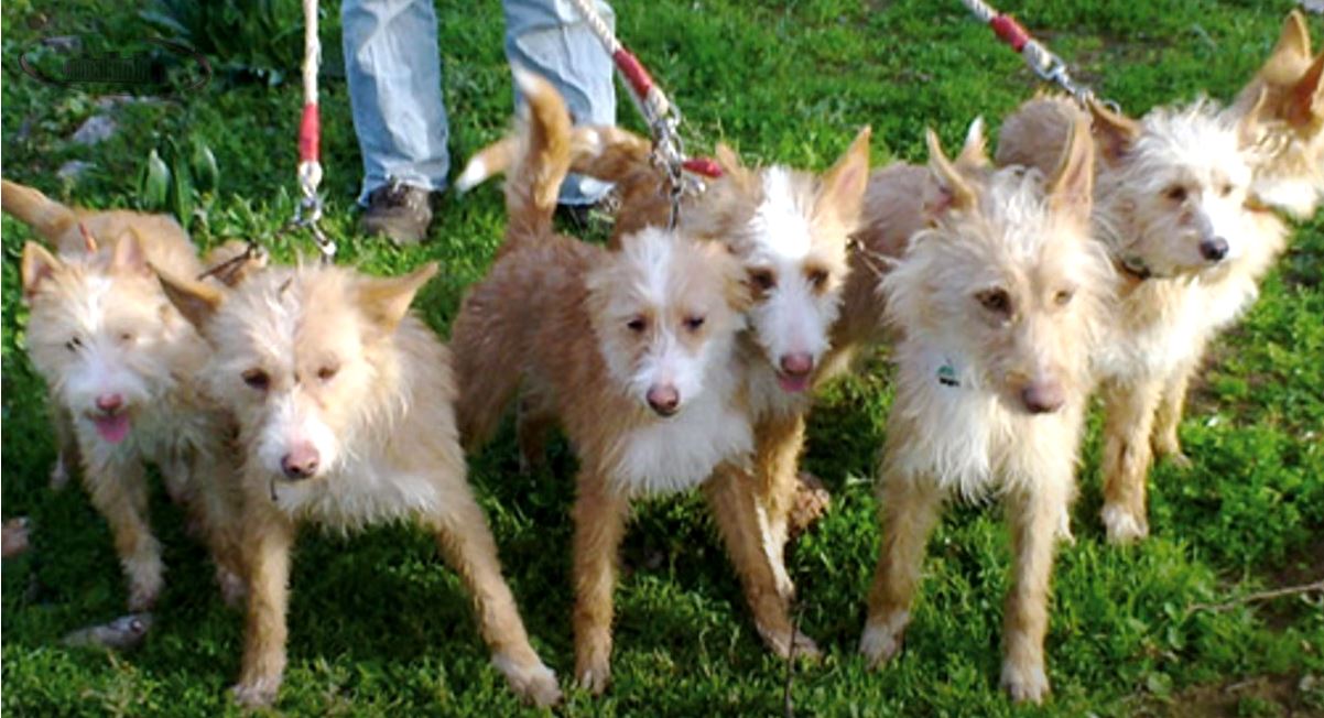 Podenco portugués | Perros de caza