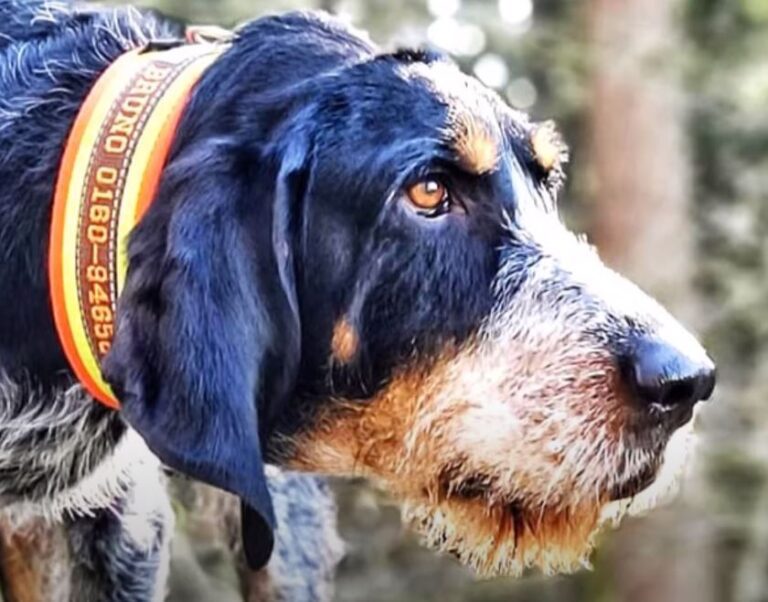 Grifón azul de Gascuña | Perros de caza