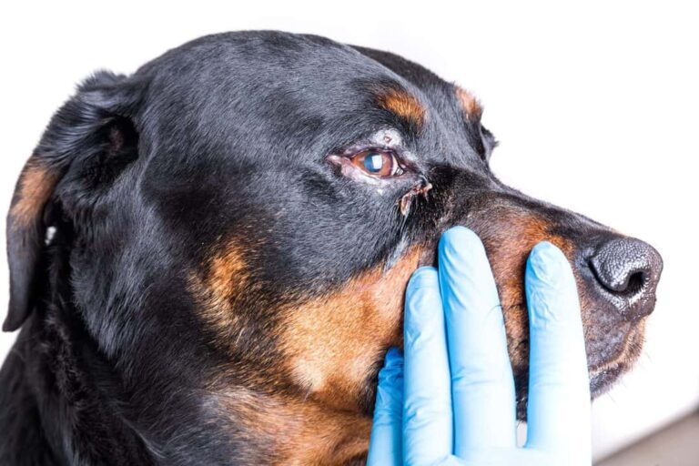 Conjuntivitis en Perros de Caza: Causas, Síntomas y Tratamiento